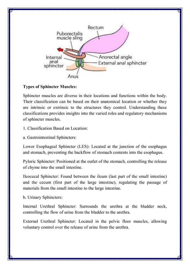 Sphincter Muscles assignment.pdf | Digestive Disorders | Diseases and ...