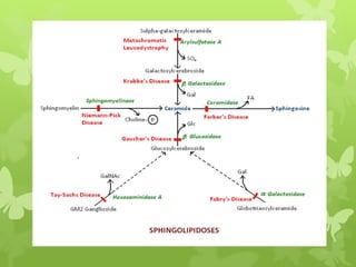 Sphingolipidoses | PPTX