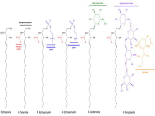 Sphingolipidoses | PPTX