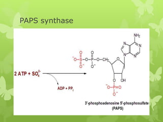 Sphingolipidoses | PPTX