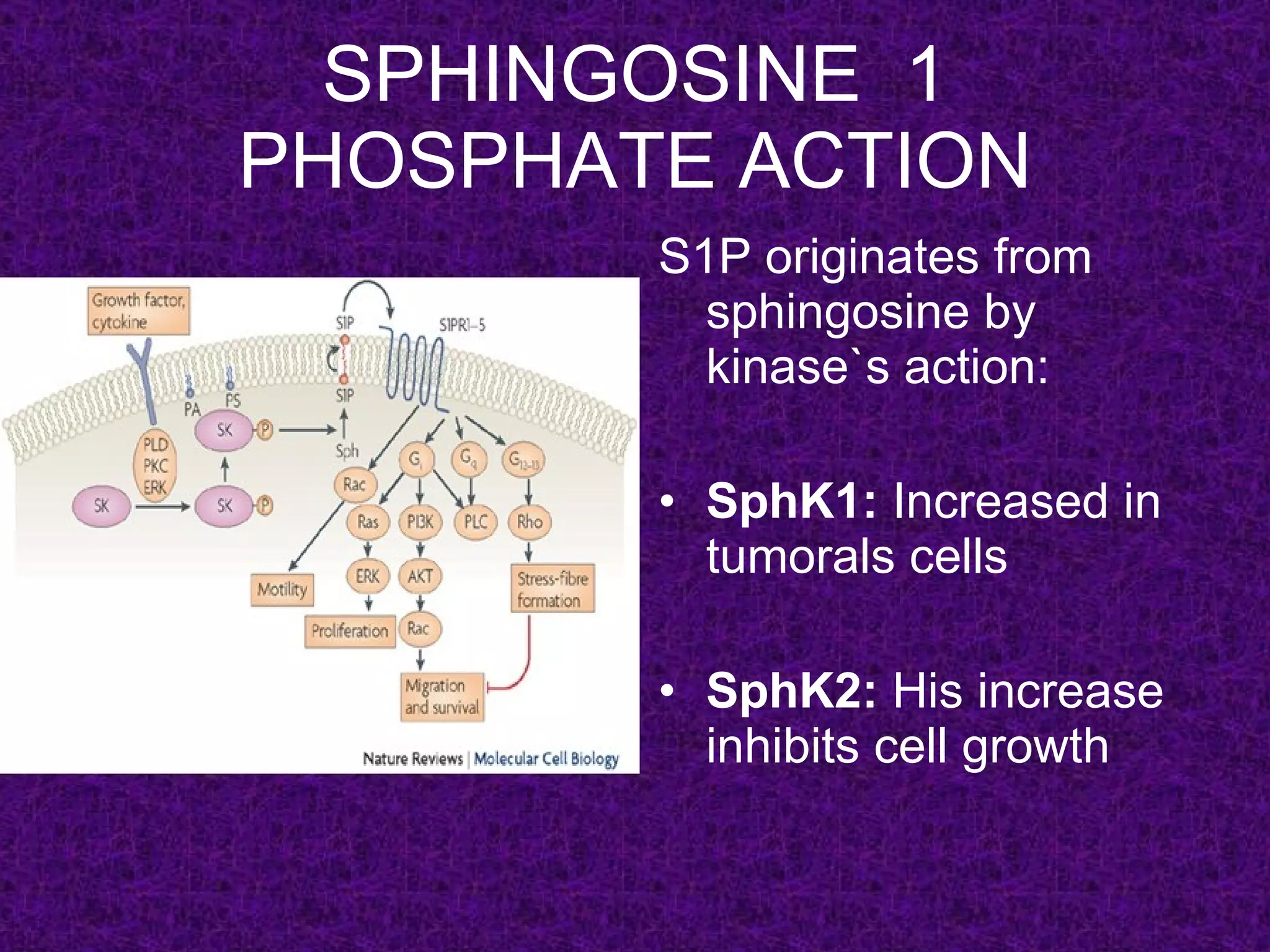 Sphingolipids | PPT