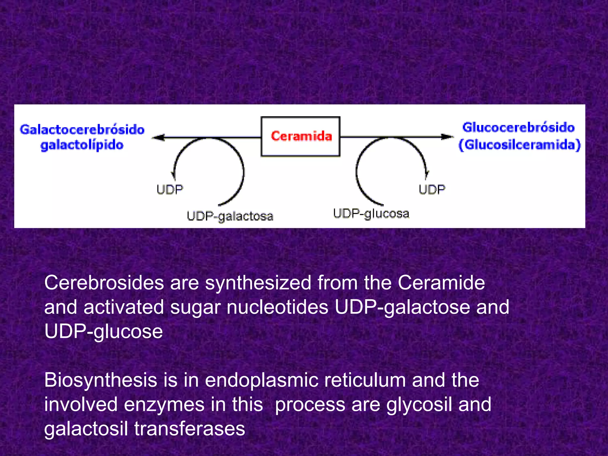 Sphingolipids | PPT