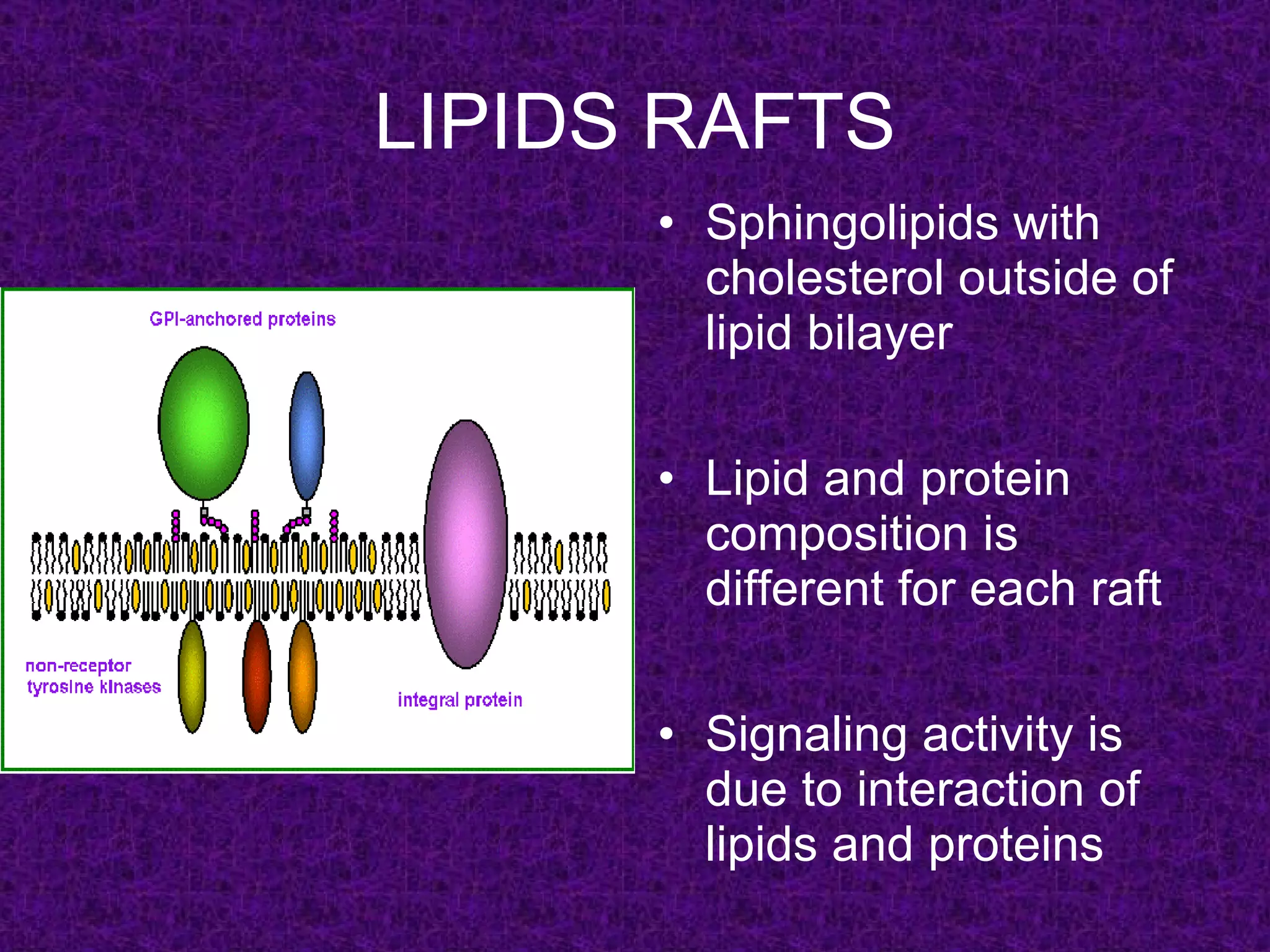 Sphingolipids | PPT
