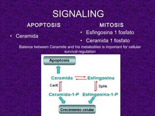 Sphingolipids | PPT