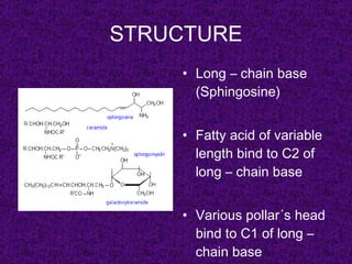 Sphingolipids | PPT