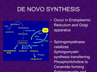 Sphingolipids | PPT