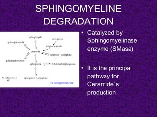 Sphingolipids | PPT