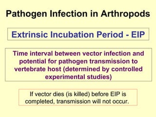 Vector Borne Diseases | PPT