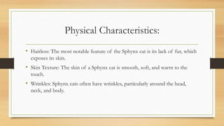 Sphynx Cat the hairless marvels breed.pptx