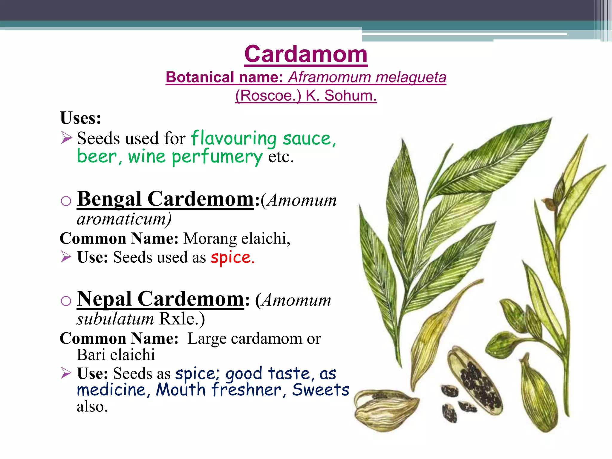 Spices | PPTX