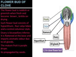 Spices- Their morphology, parts used, uses, varieties | PPTX