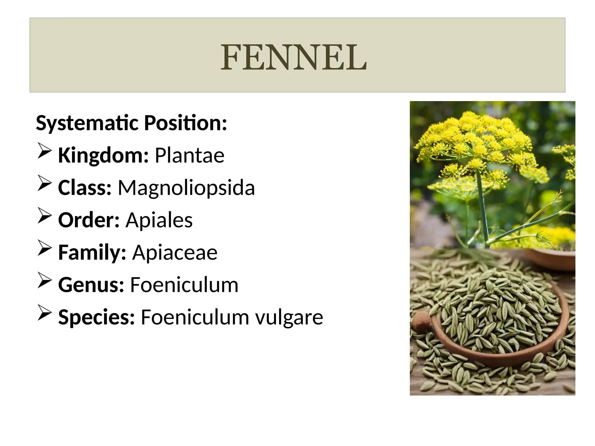 SPICES.pptx Botany carrier | PPTX