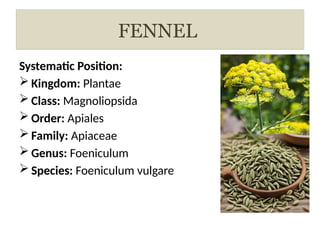 SPICES.pptx Botany carrier | PPTX