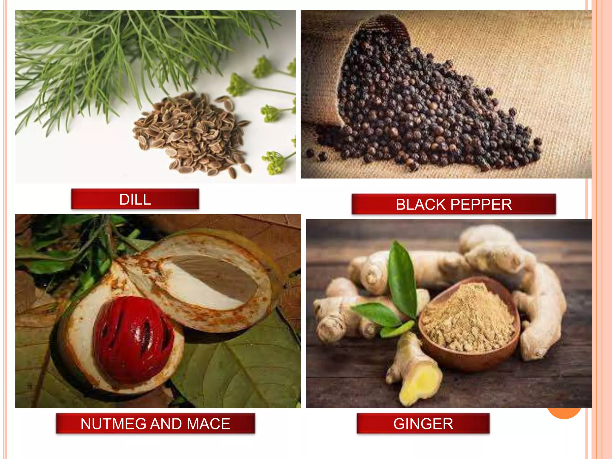 Spices and condiments ...3(2+1) presentation | PPTX