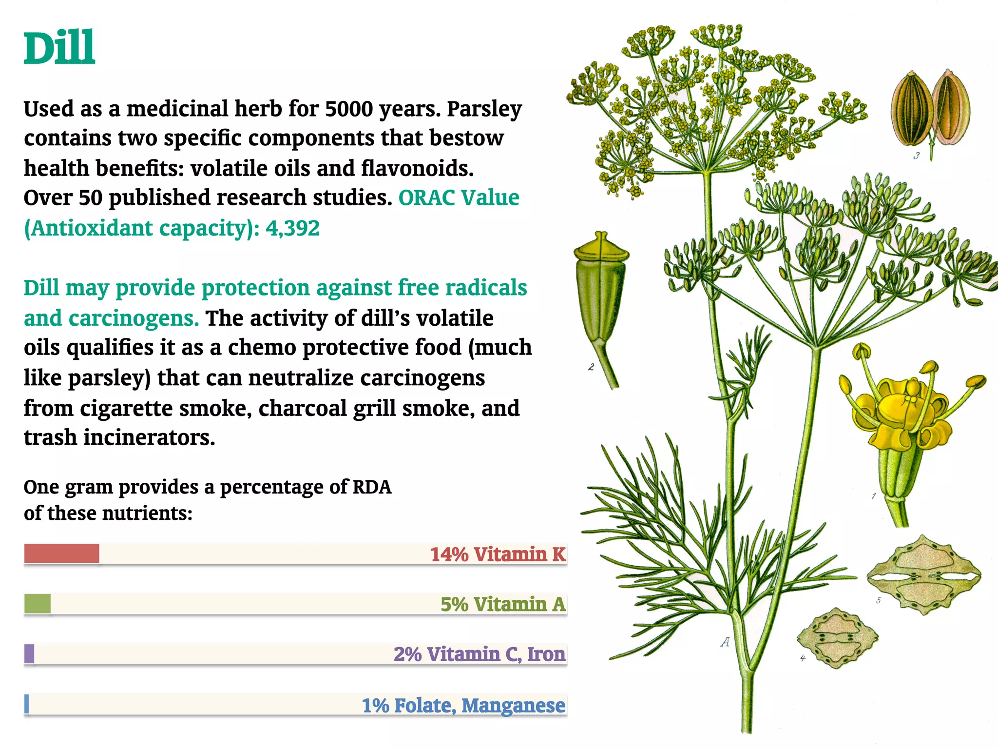 Spices and Herbs | PDF