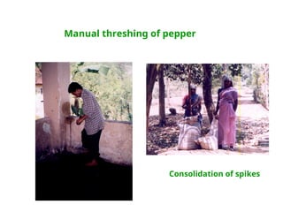 Major and minor spices processing methods.ppt