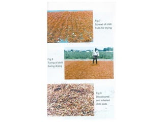 Major and minor spices processing methods.ppt