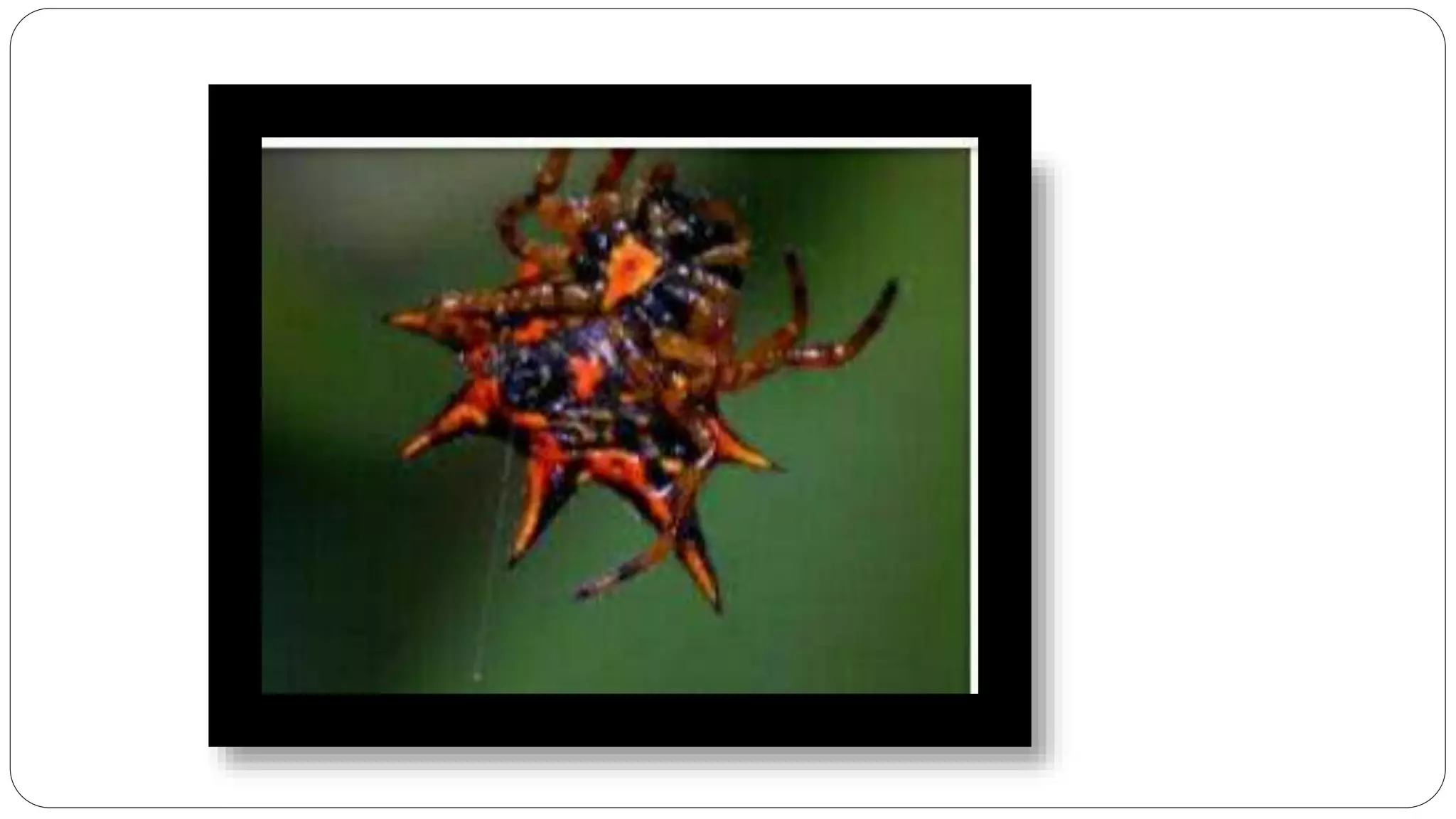 Spider Taxonomy | PPTX