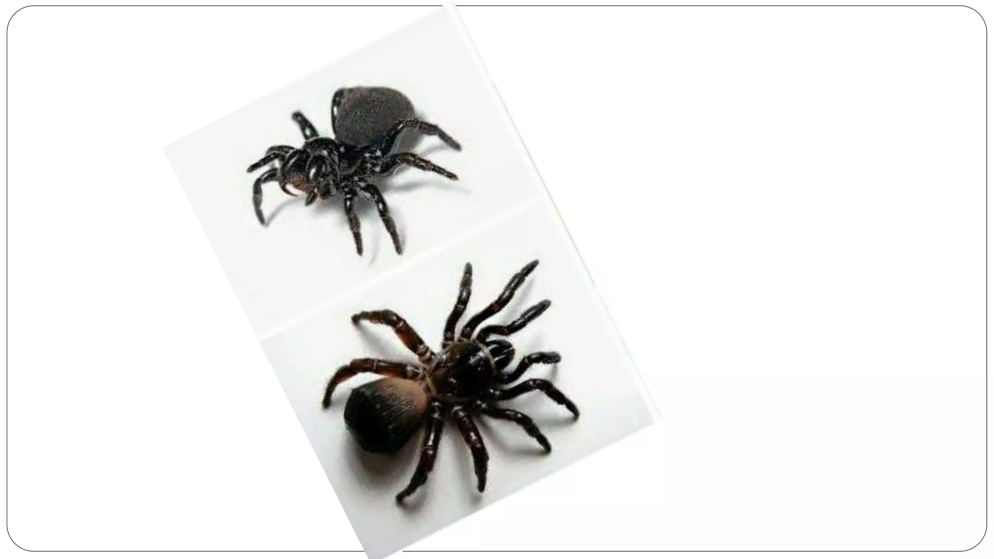 Spider Taxonomy | PPTX