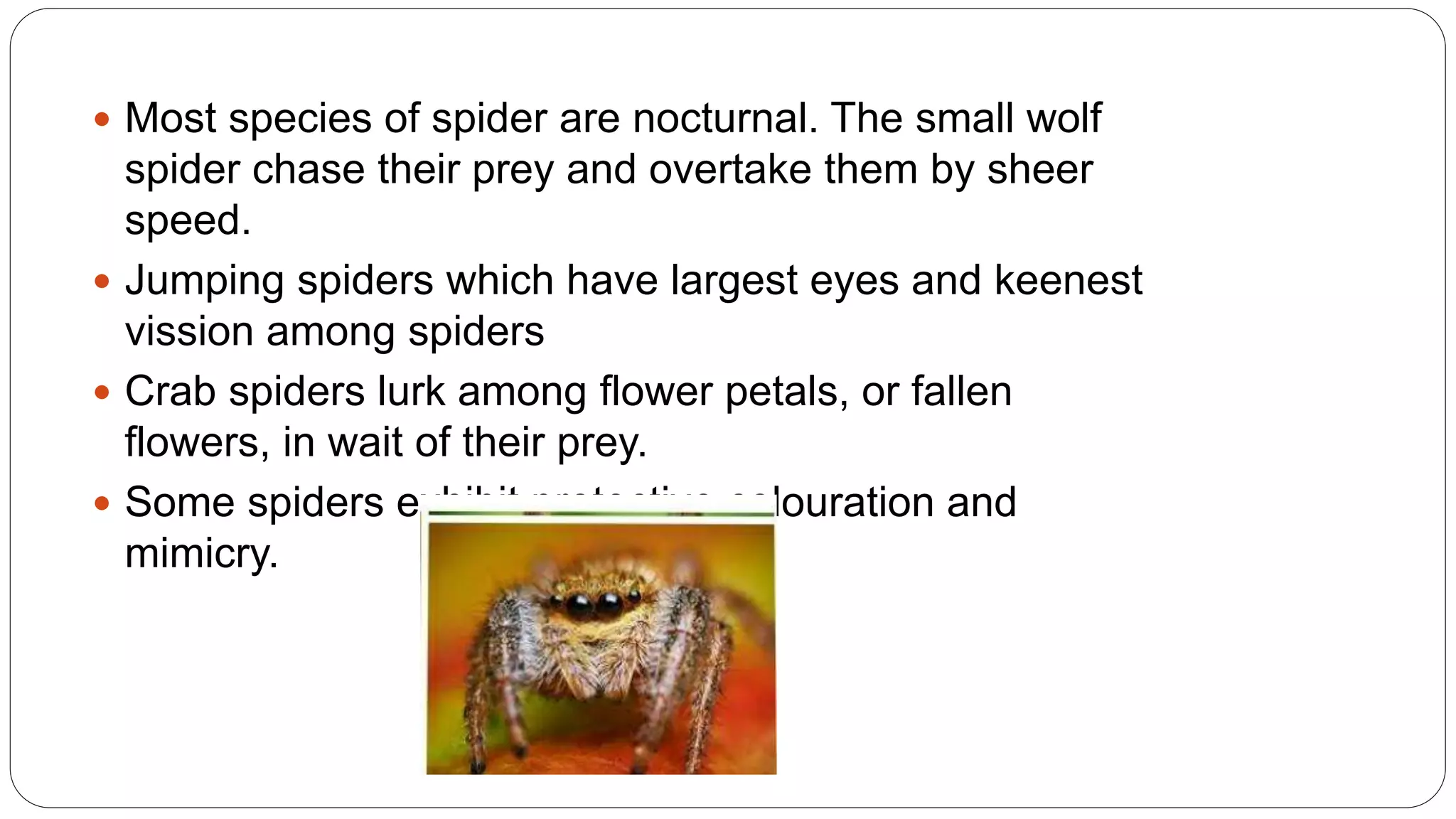 Spider Taxonomy | PPTX