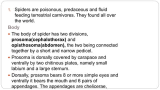 Spider Taxonomy | PPTX