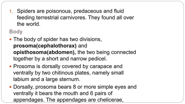 Spider Taxonomy | PPTX | Needlework | Arts and Crafts