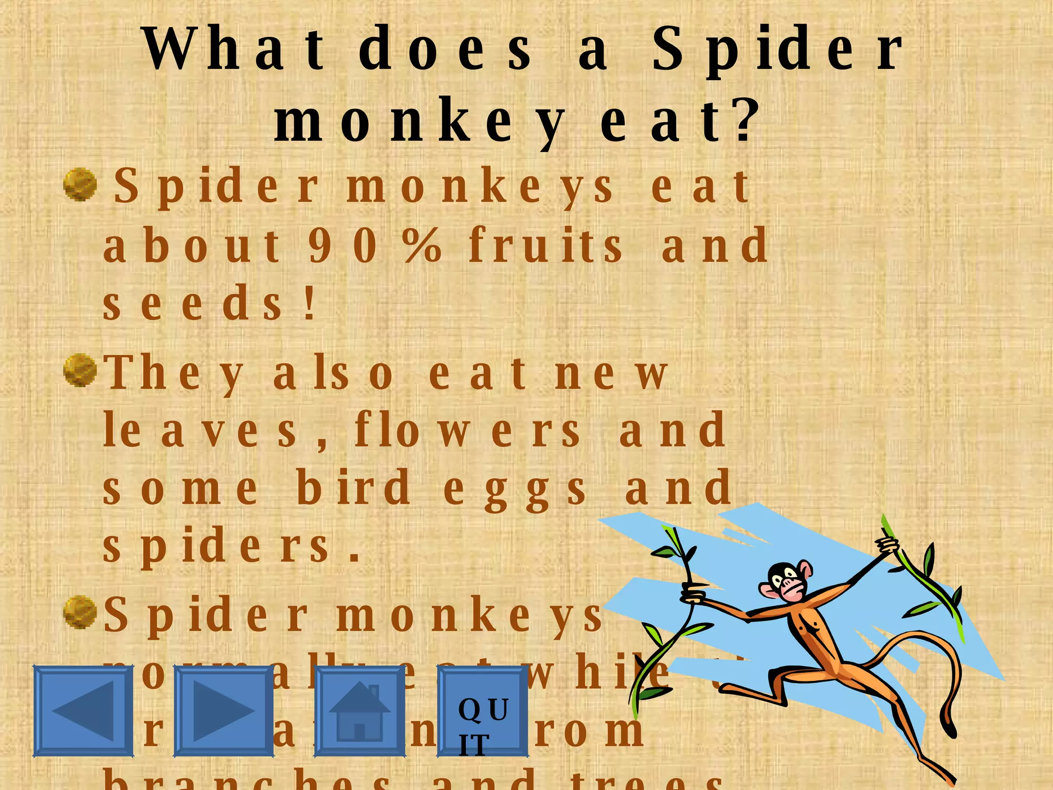 Spider Monkeys | PPT