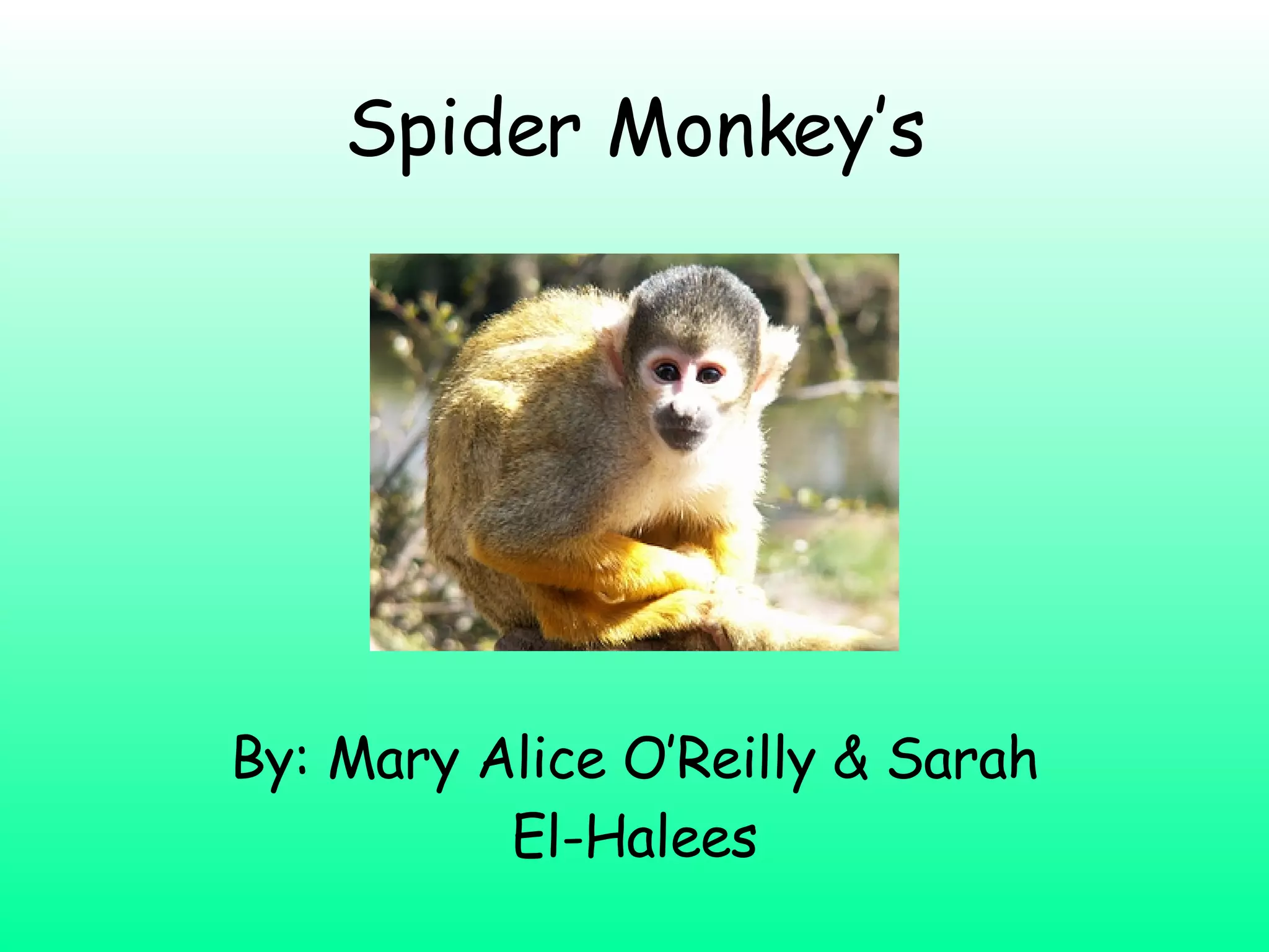 Spider Monkey Power Piont | PPT