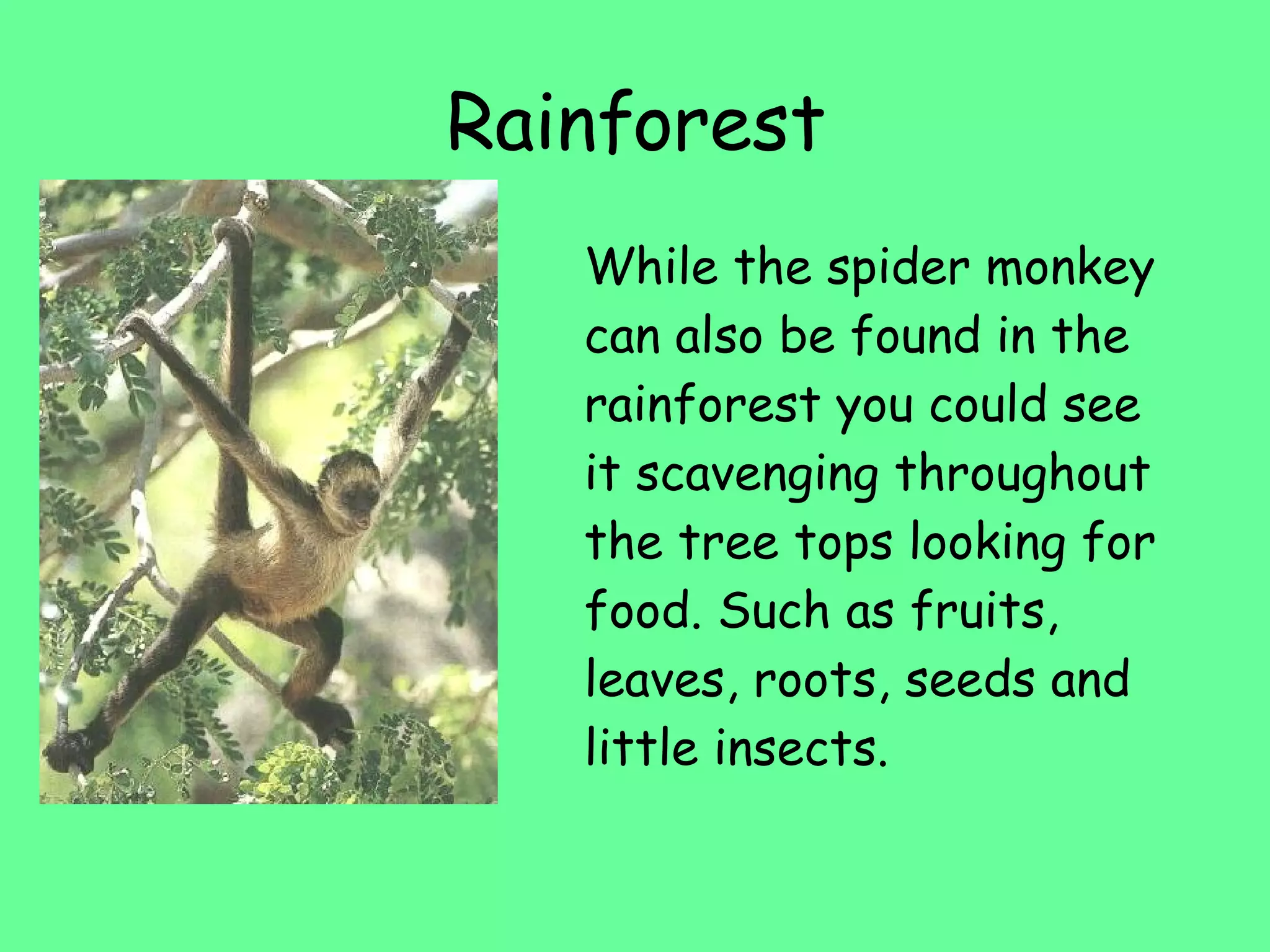 Spider Monkey Power Piont | PPT