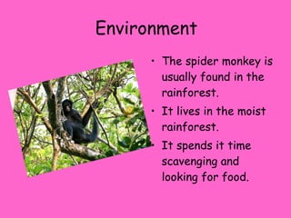 Spider Monkey Power Piont | PPT