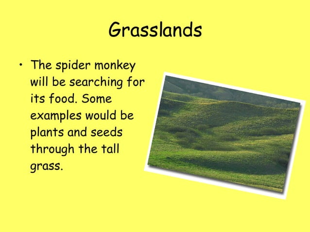 Spider Monkey Power Piont | PPT