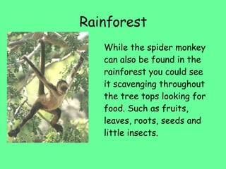 Spider Monkey Power Piont | PPT