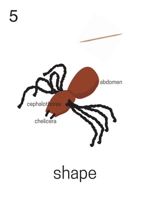 Step-chart Spider | PDF