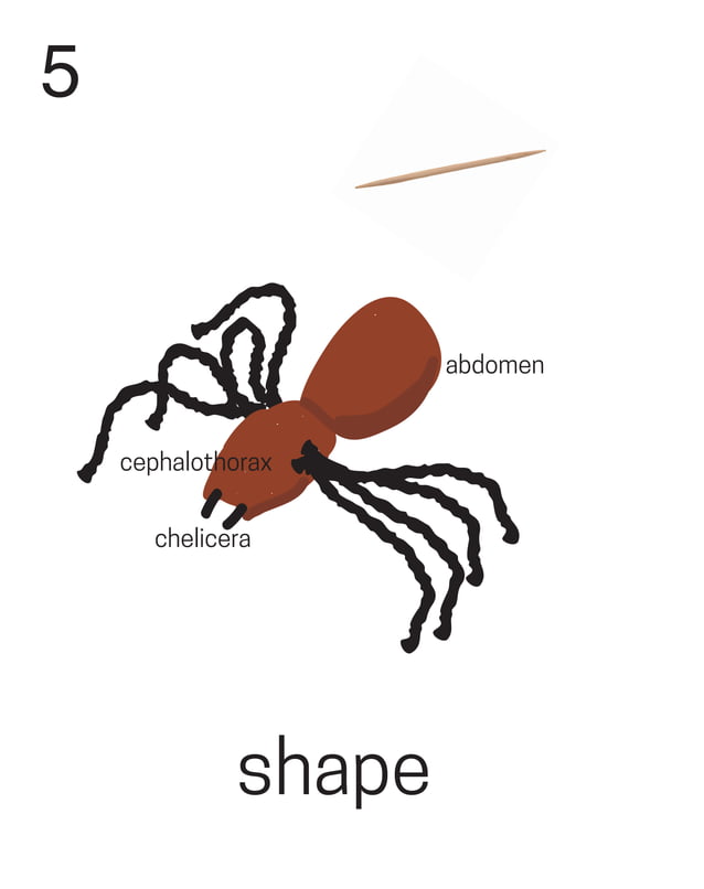 Step-chart Spider | PDF
