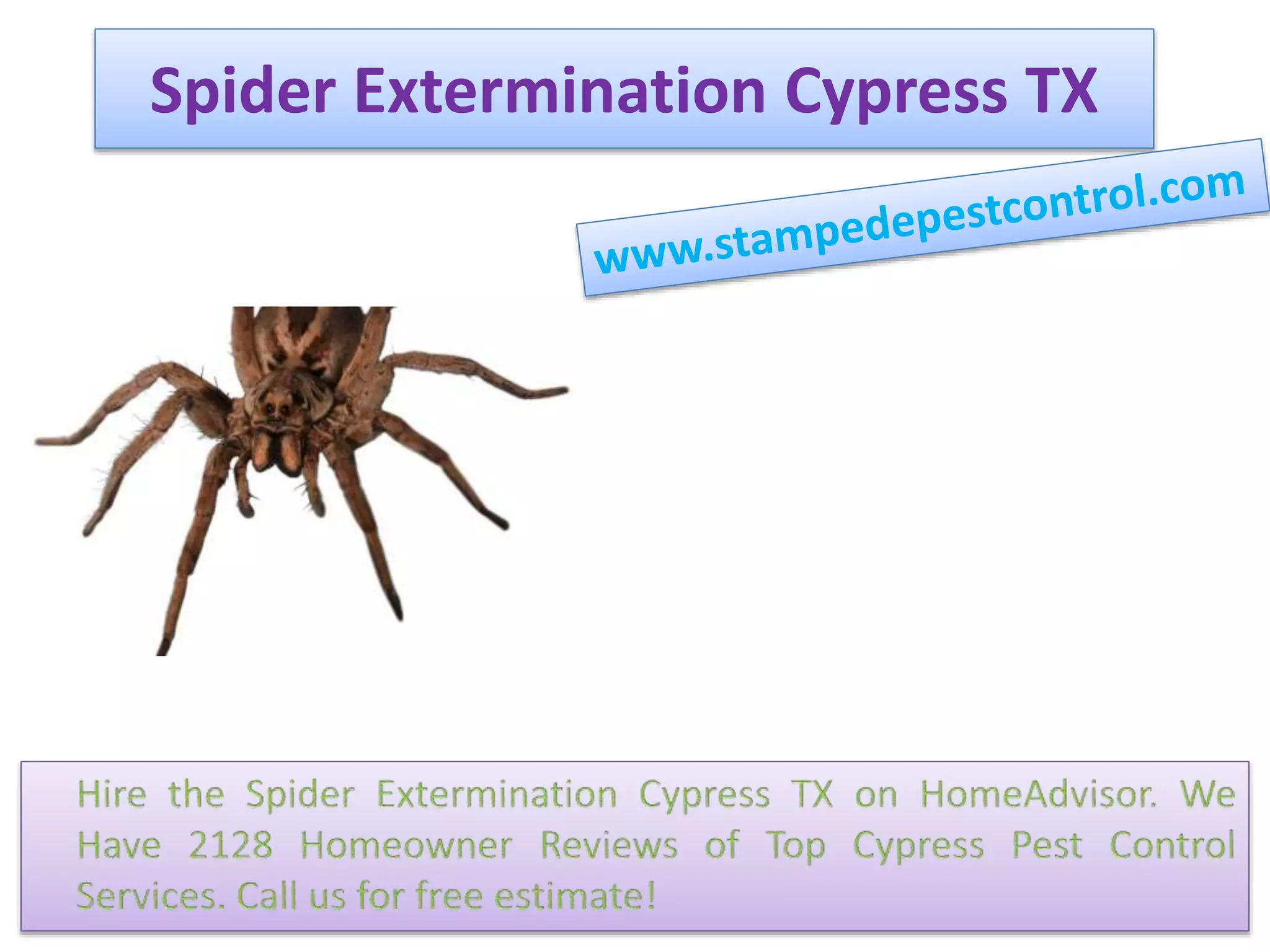 Spider Extermination Cypress TX | PPT