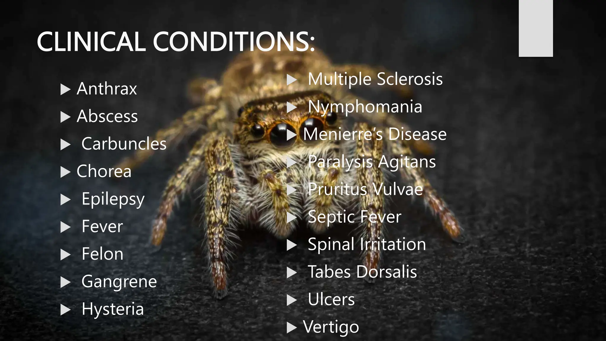 SPIDER GROUP.BHMS.HOMOEOPATHY.MATERIA MEDICA | PPTX