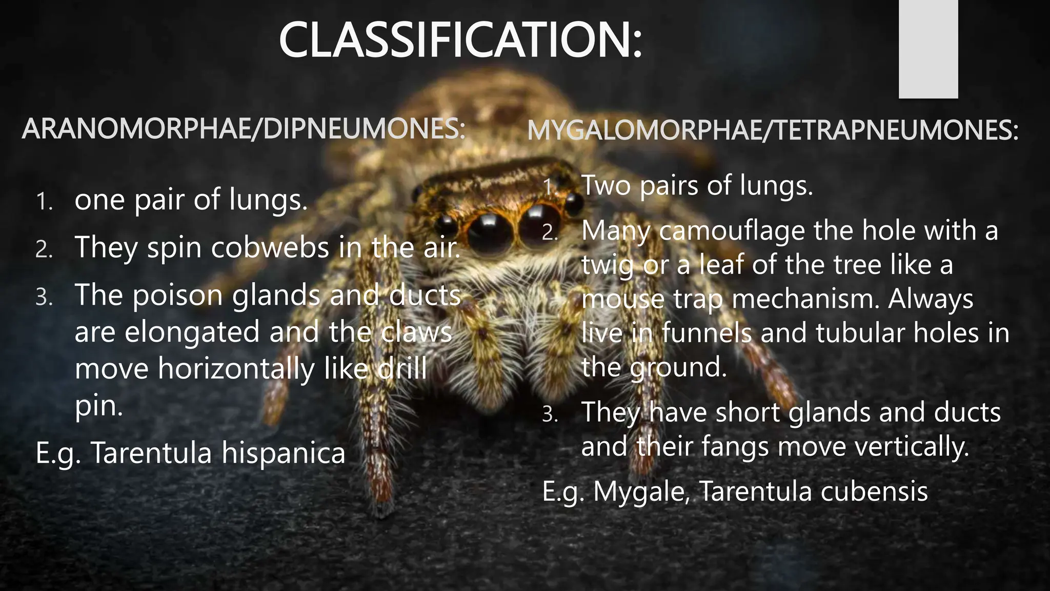 SPIDER GROUP.BHMS.HOMOEOPATHY.MATERIA MEDICA | PPTX