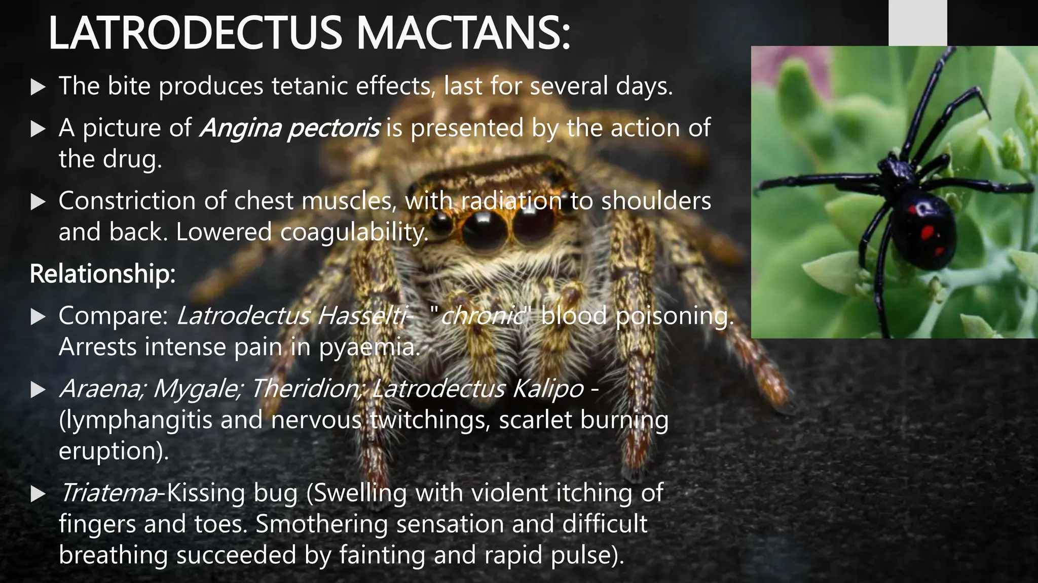 SPIDER GROUP.BHMS.HOMOEOPATHY.MATERIA MEDICA | PPTX