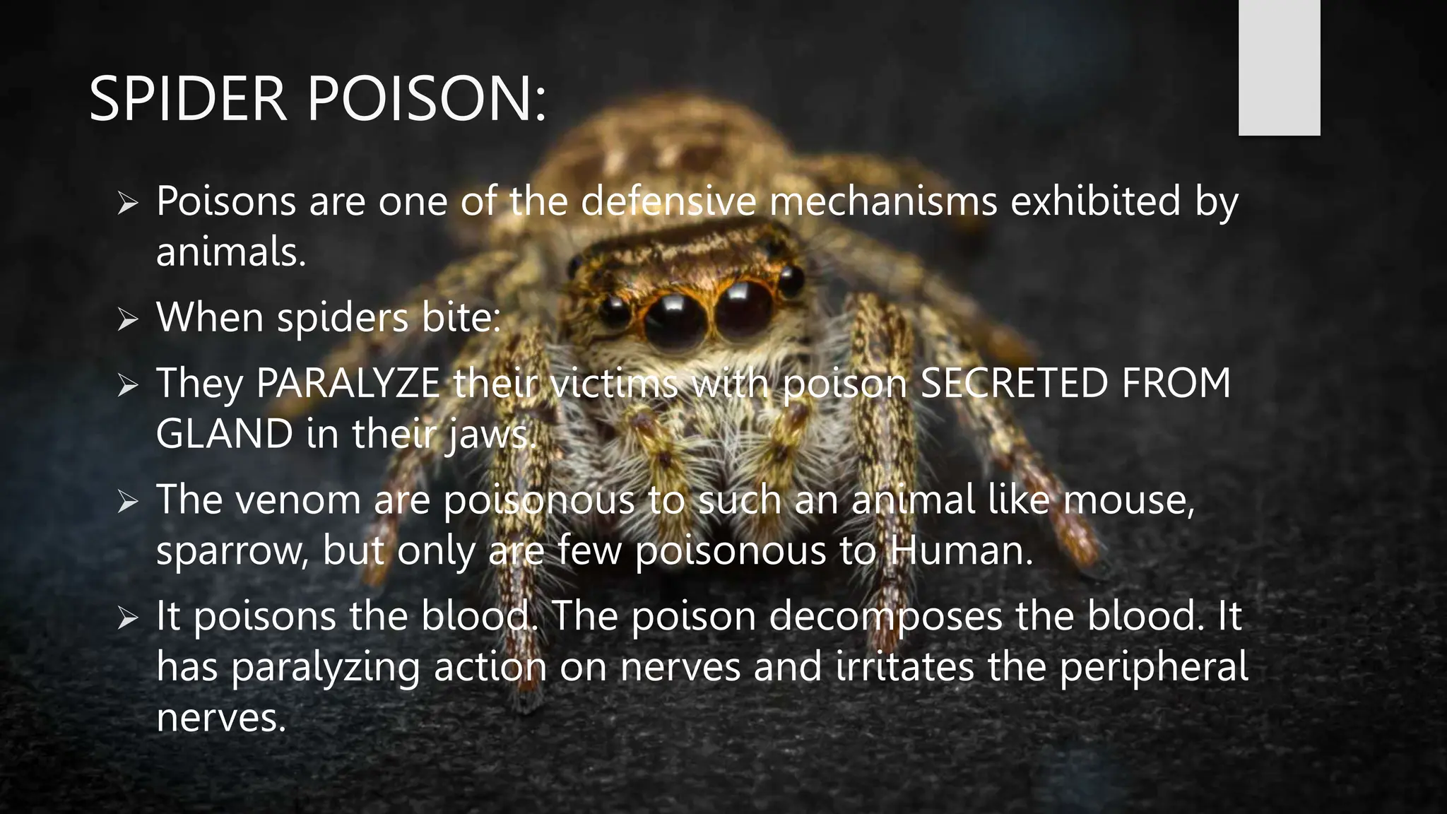 SPIDER GROUP.BHMS.HOMOEOPATHY.MATERIA MEDICA | PPTX