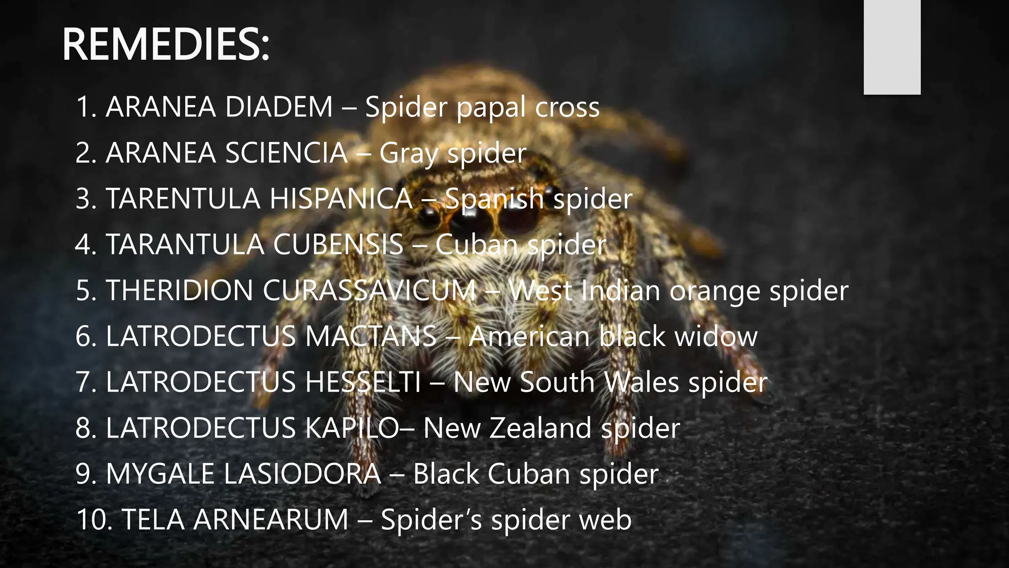 SPIDER GROUP.BHMS.HOMOEOPATHY.MATERIA MEDICA | PPTX