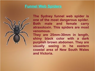 Spider identification | PPT