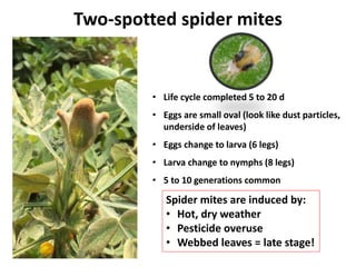 Basic identification and management approaches for spider mites in ...