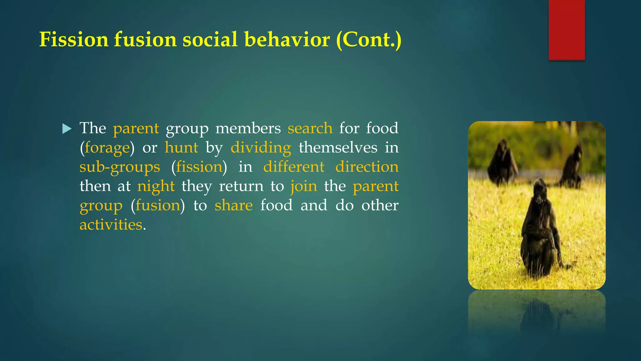 Spider Monkey Optimization Algorithm | PPT Spider Monkey Optimization Algorithm | PPT