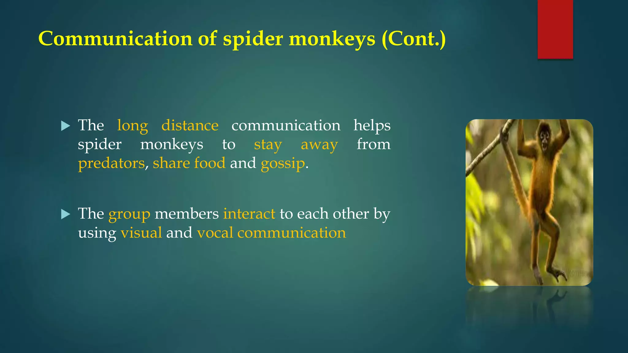 Spider Monkey Optimization Algorithm | PPT Spider Monkey Optimization Algorithm | PPT