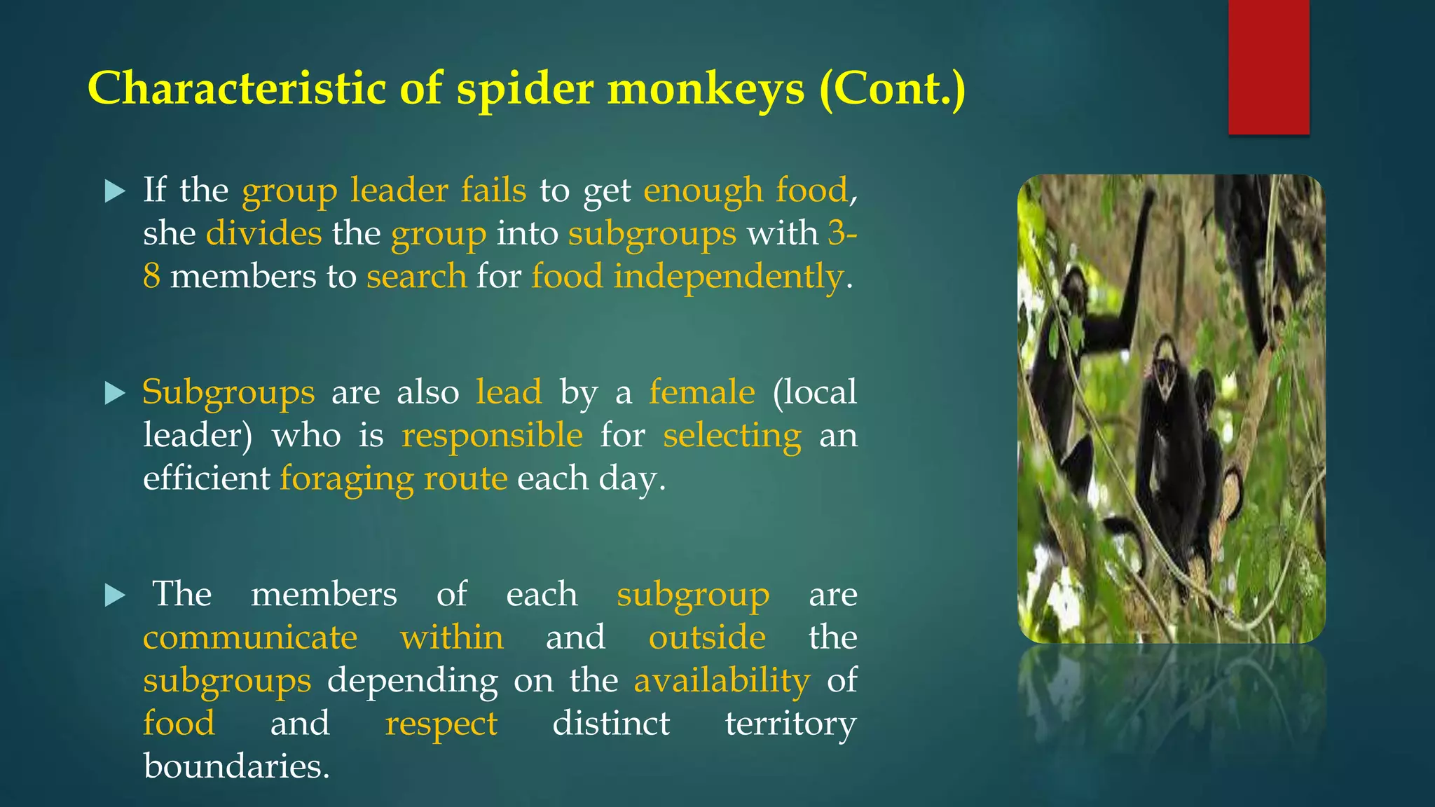 Spider Monkey Optimization Algorithm | PPT Spider Monkey Optimization Algorithm | PPT