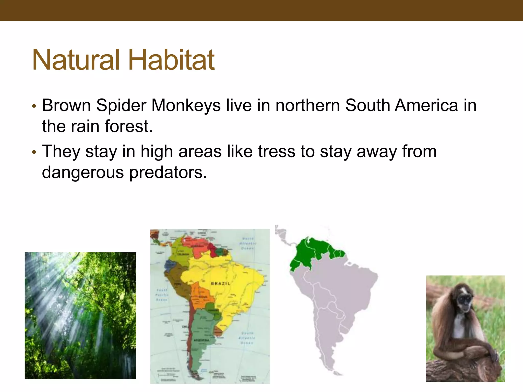 Spider monkeys | PPTX