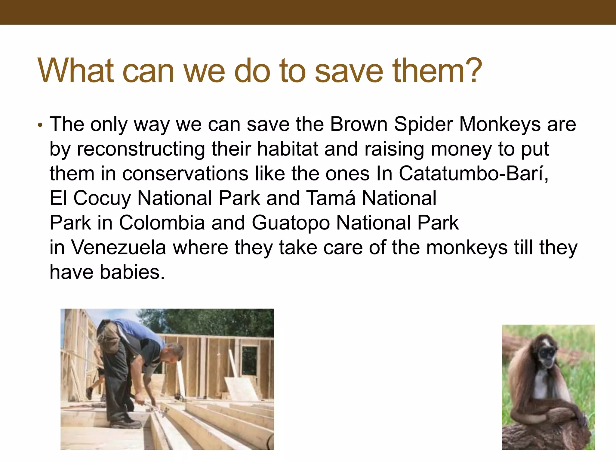 Spider monkeys | PPTX