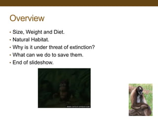 Spider monkeys | PPTX