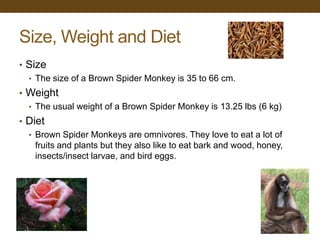 Spider monkeys | PPTX