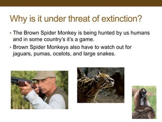 Spider monkeys | PPTX